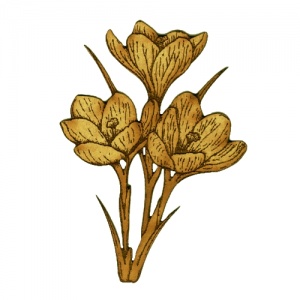 Crocus - MDF Floral Wood shape Style 53